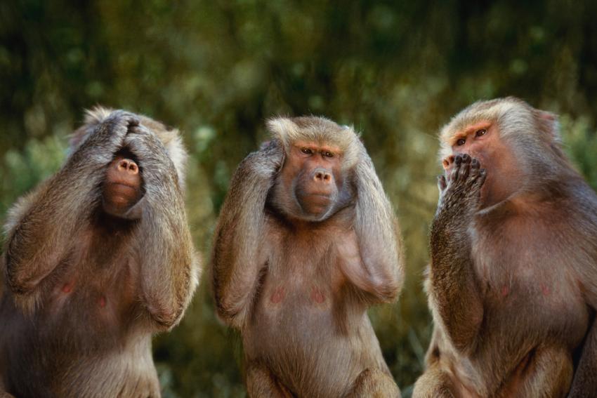 15 Funny Names for Groups of Animals That Sound Too Odd to Be True ...