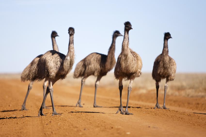 15 Funny Names for Groups of Animals That Sound Too Odd to Be True ...