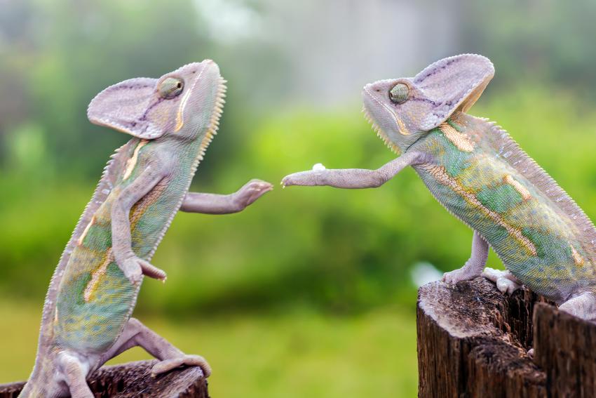 7 Cutest Pet Lizards That Are One in a Chameleon | LoveToKnow