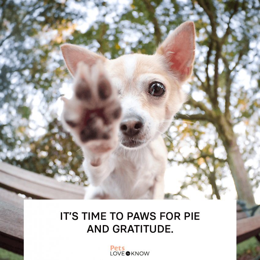 11 Happy Thanksgiving Dog Memes for Maximum Tail-Wags | LoveToKnow