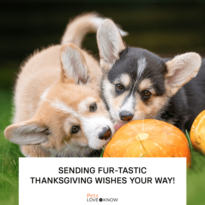11 Happy Thanksgiving Dog Memes for Maximum Tail-Wags | LoveToKnow
