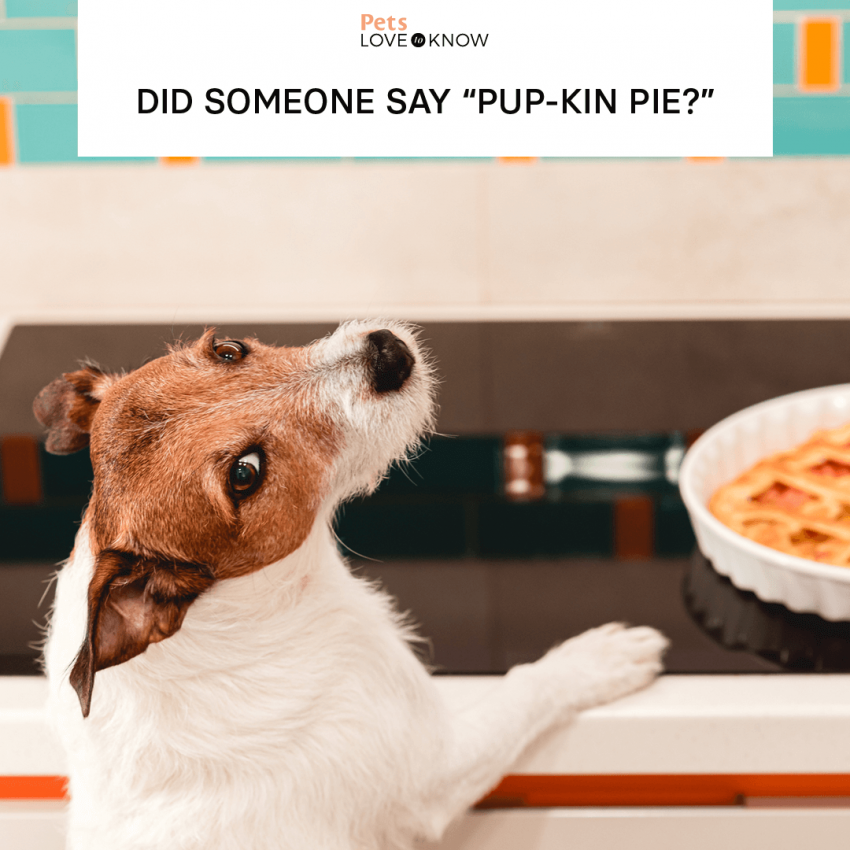 11 Happy Thanksgiving Dog Memes for Maximum Tail-Wags | LoveToKnow