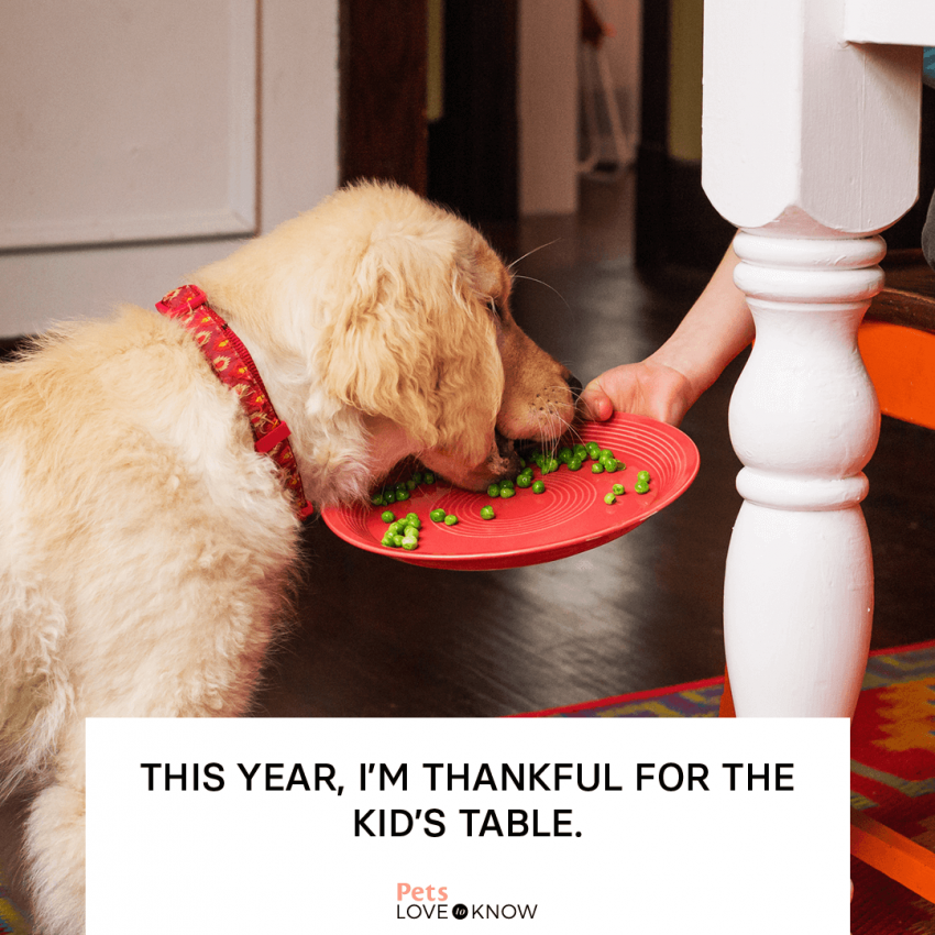 11 Happy Thanksgiving Dog Memes for Maximum Tail-Wags | LoveToKnow