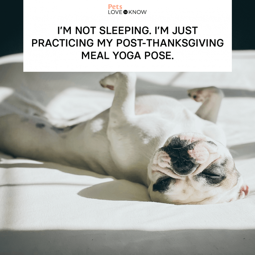 11 Happy Thanksgiving Dog Memes for Maximum Tail-Wags | LoveToKnow