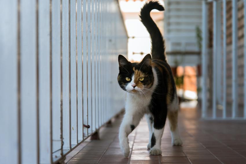 6 Cat Tail Positions: Unlock Your Cat's Secret Body Language | LoveToKnow