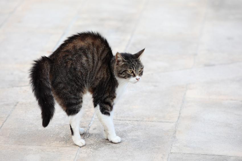 6 Cat Tail Positions: Unlock Your Cat's Secret Body Language | LoveToKnow