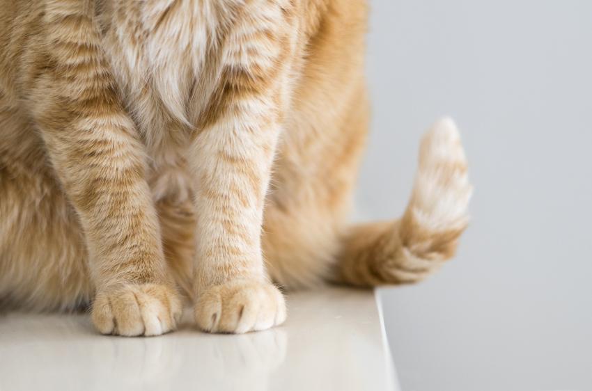 Tales of the Tail: 6 Cat Tail Positions & What They Mean | LoveToKnow