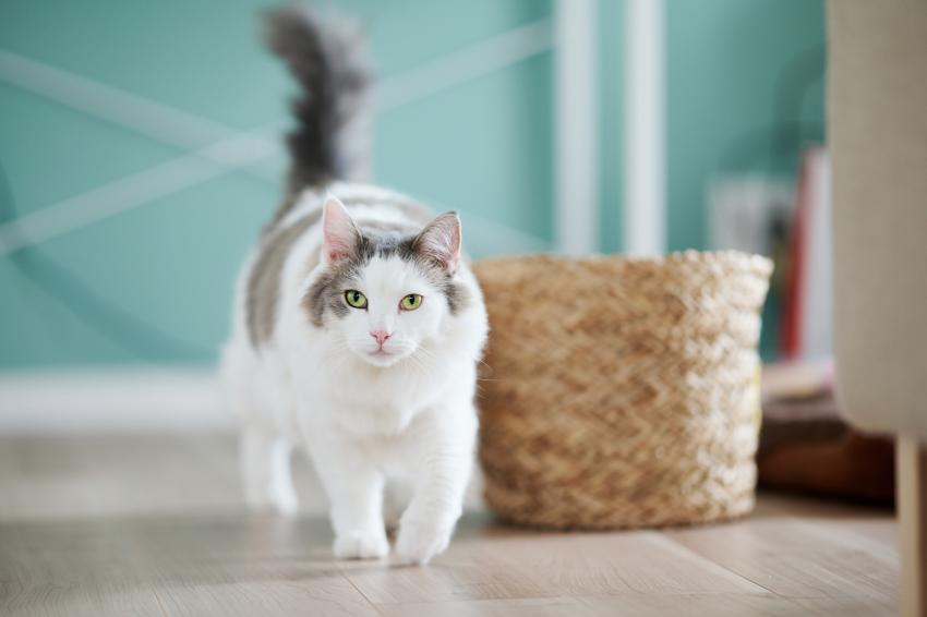 Tales of the Tail: 6 Cat Tail Positions & What They Mean | LoveToKnow