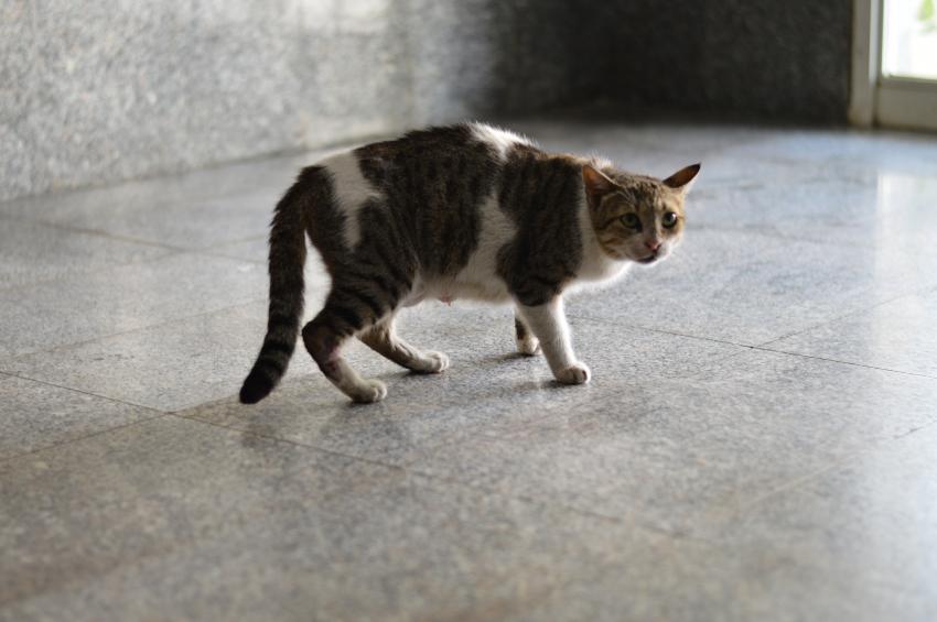 Tales of the Tail: 6 Cat Tail Positions & What They Mean | LoveToKnow