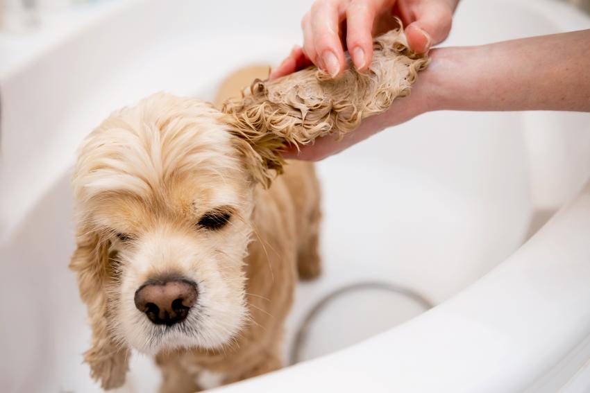 15 Genius Dog Life Hacks Every Dog Owner Should Know | LoveToKnow