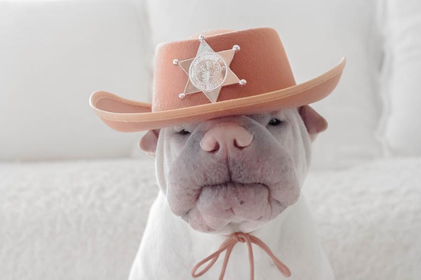 25 Pictures of Dogs Wearing Hats to Make Your Day Better | LoveToKnow