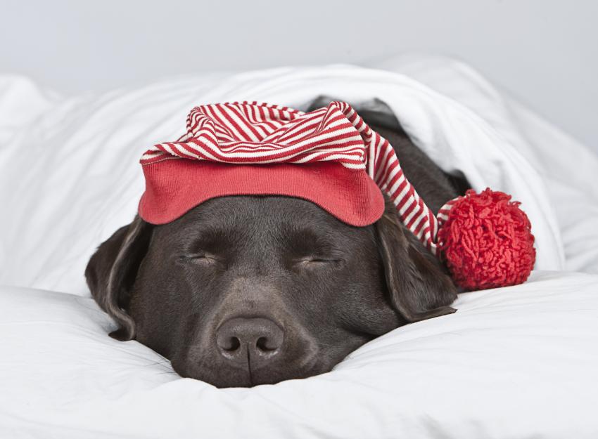 25 Pictures of Dogs Wearing Hats to Make Your Day Better | LoveToKnow