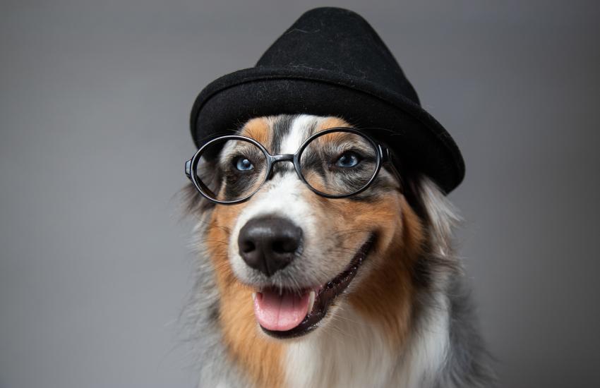 25 Pictures of Dogs Wearing Hats to Make Your Day Better | LoveToKnow