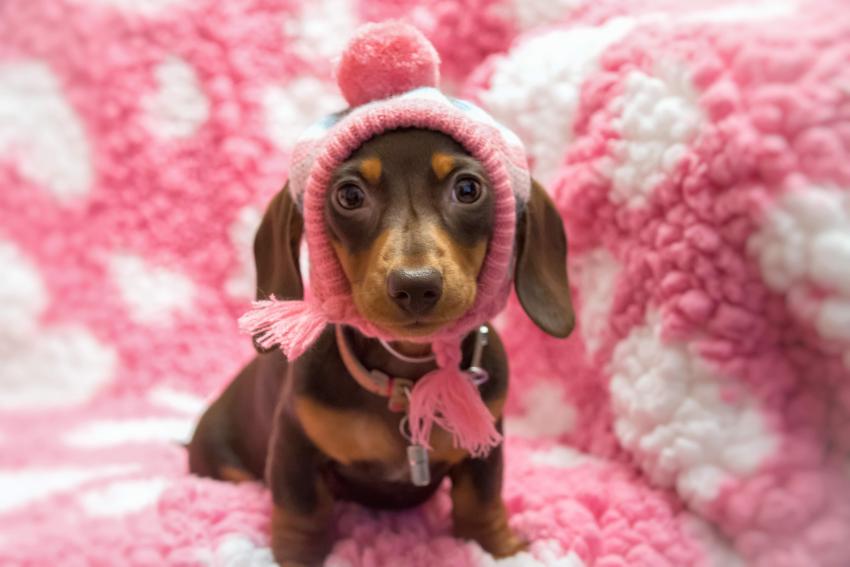 25 Pictures of Dogs Wearing Hats to Make Your Day Better | LoveToKnow