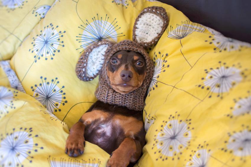 25 Pictures of Dogs Wearing Hats to Make Your Day Better | LoveToKnow