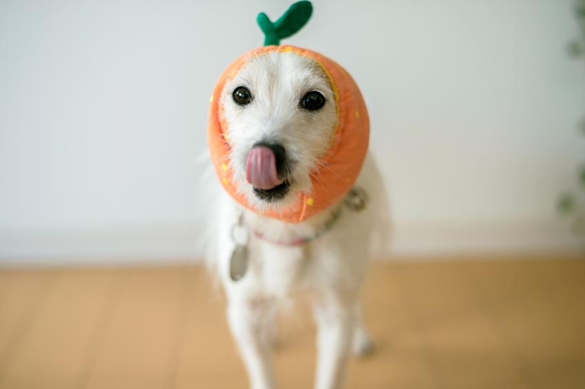 25 Pictures of Dogs Wearing Hats to Make Your Day Better | LoveToKnow