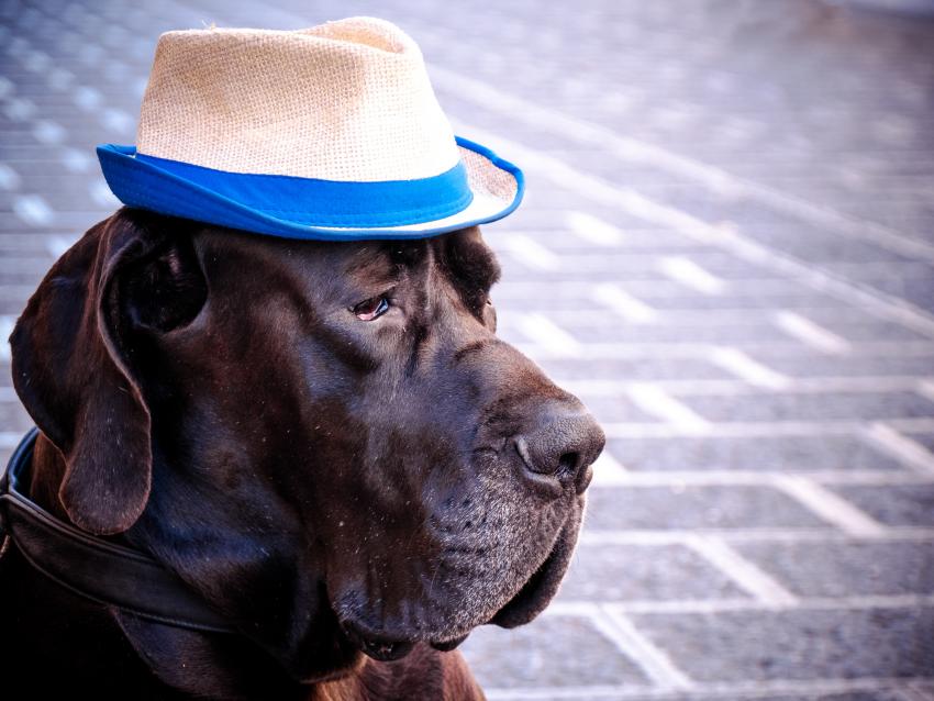 25 Pictures of Dogs Wearing Hats to Make Your Day Better | LoveToKnow