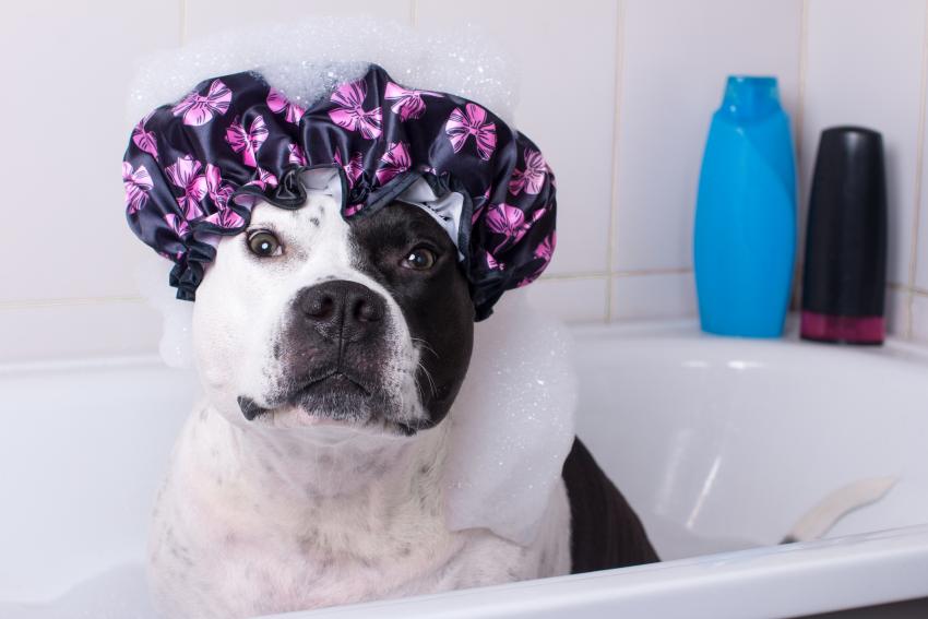 25 Pictures of Dogs Wearing Hats to Make Your Day Better | LoveToKnow
