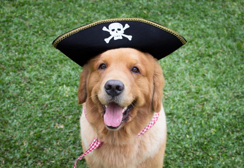 25 Pictures of Dogs Wearing Hats to Make Your Day Better | LoveToKnow