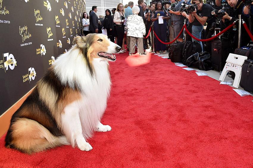 12 Famous TV Dogs & Why We Love Them | LoveToKnow