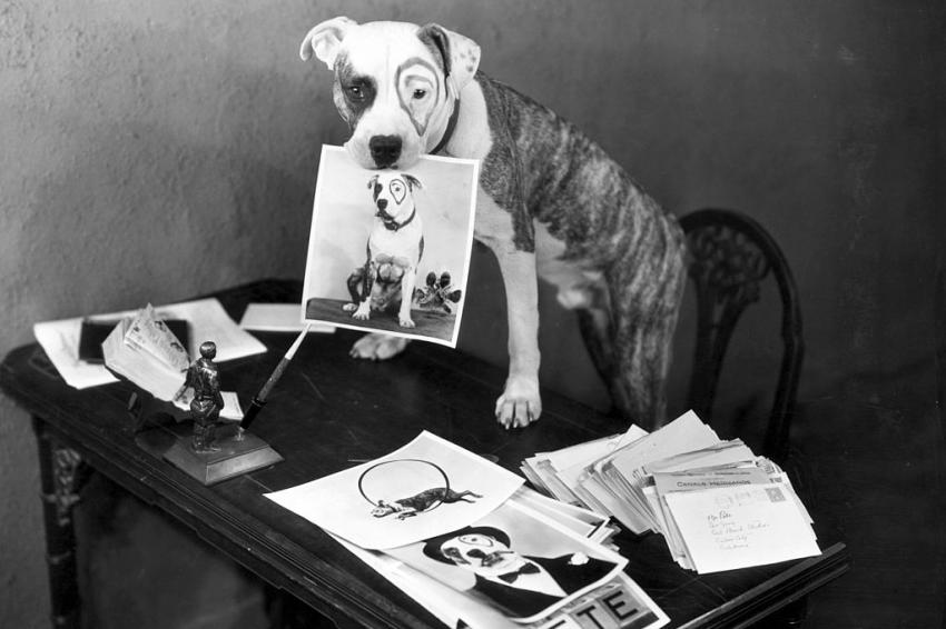 12 Famous TV Dogs & Why We Love Them | LoveToKnow