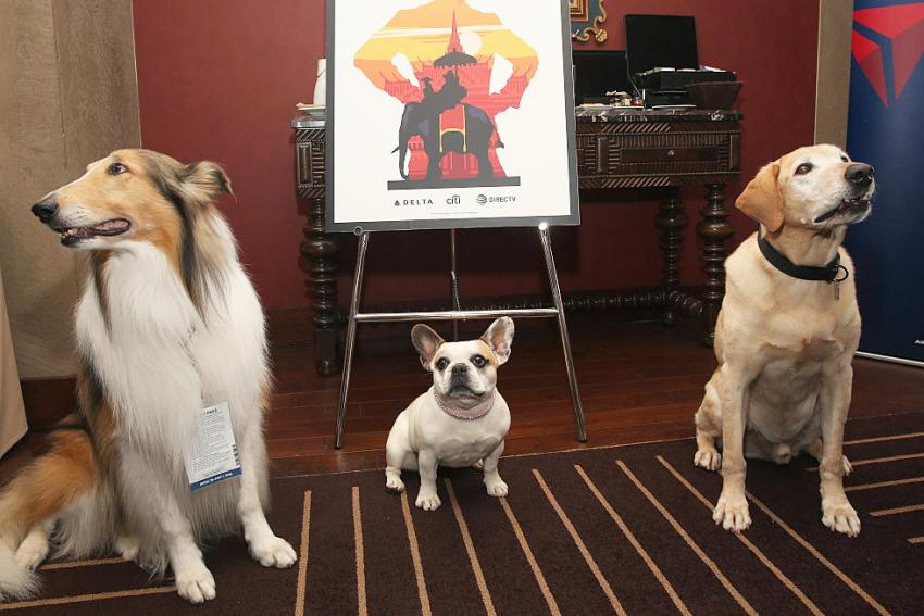 12 Famous TV Dogs & Why We Love Them | LoveToKnow