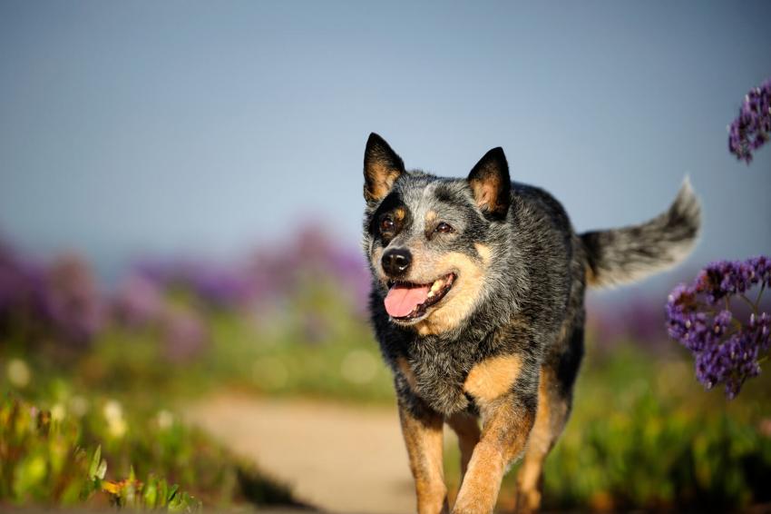 Top 10 Smartest Dog Breeds Ranked According to Science | LoveToKnow