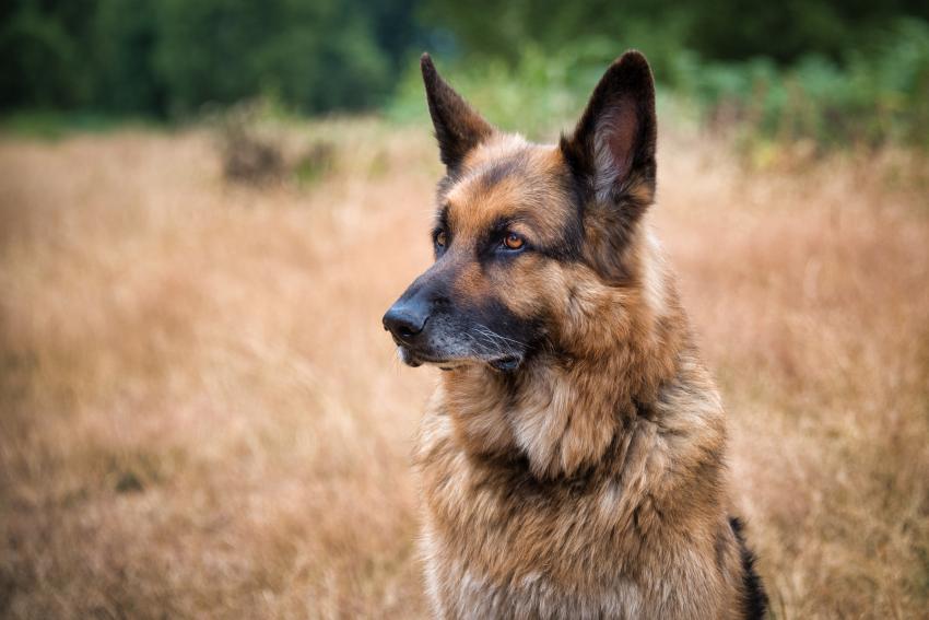 Top 10 Smartest Dog Breeds Ranked According to Science | LoveToKnow