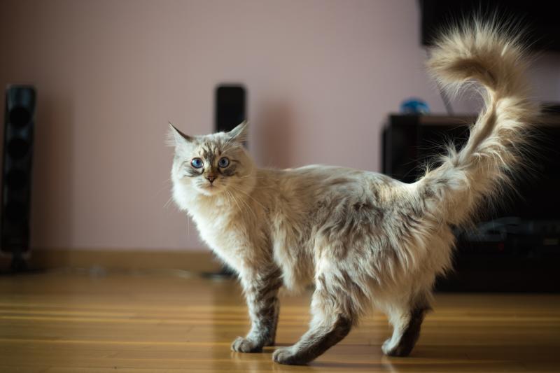 Tales of the Tail: 6 Cat Tail Positions & What They Mean | LoveToKnow