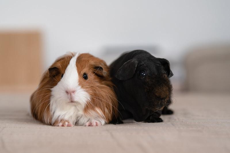 250 Creative Pair Names for Pet Duos | LoveToKnow