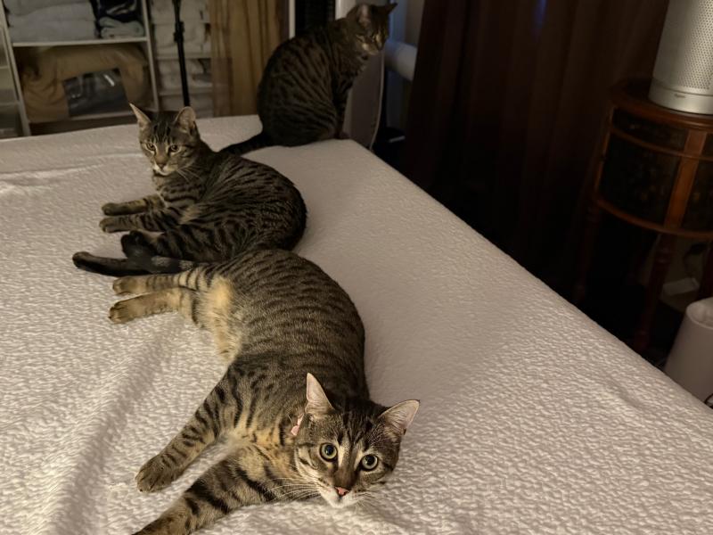 Send Help: Our Four Cats Are Winning (A One-Year Report) | LoveToKnow
