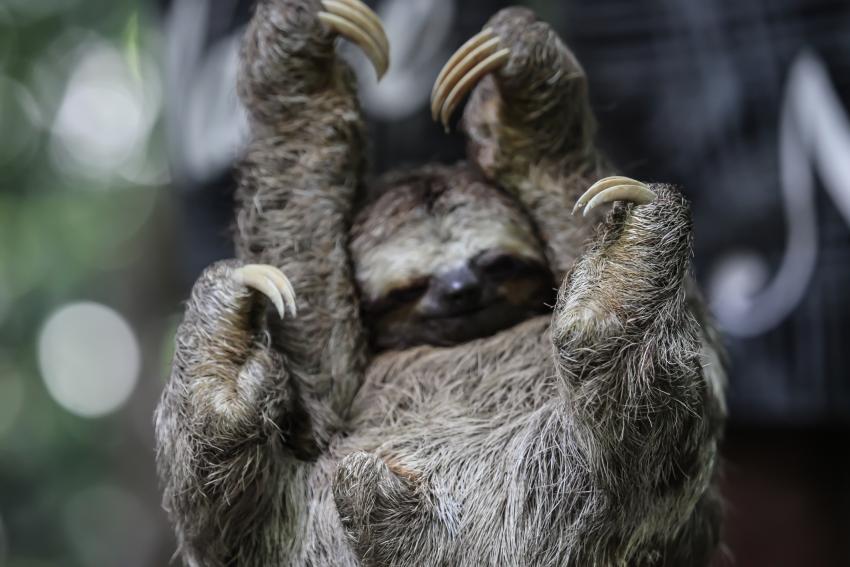 14 Cute Sloth Pictures Your Friends Will Love Slowwwww Much | LoveToKnow