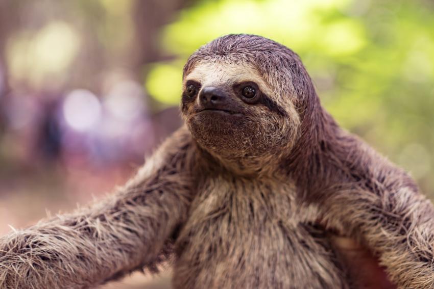 14 Cute Sloth Pictures Your Friends Will Love Slowwwww Much | LoveToKnow