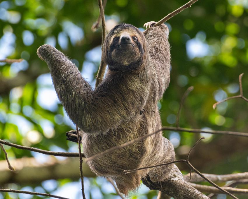 14 Cute Sloth Pictures Your Friends Will Love Slowwwww Much | LoveToKnow