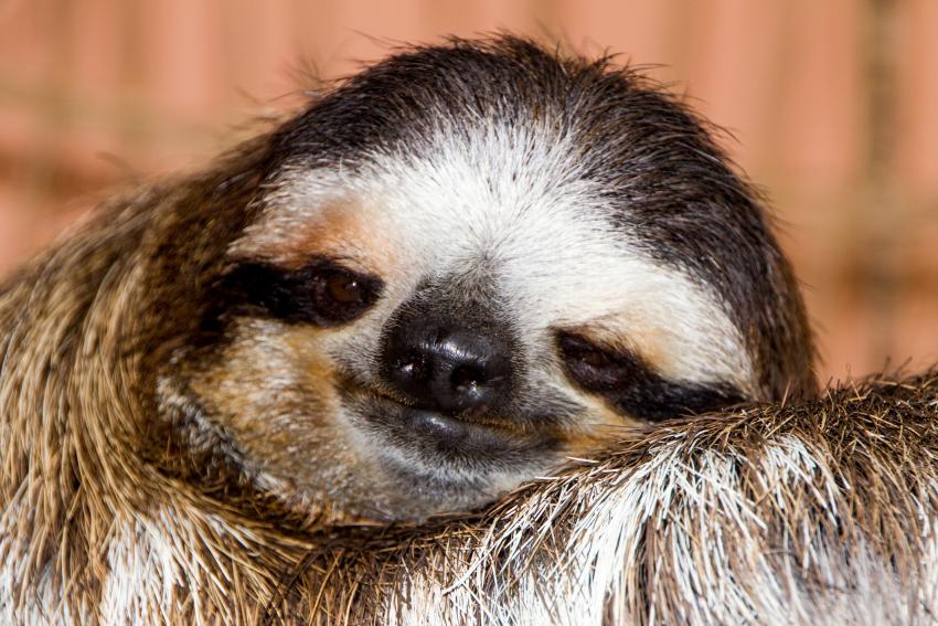 14 Cute Sloth Pictures Your Friends Will Love Slowwwww Much | LoveToKnow
