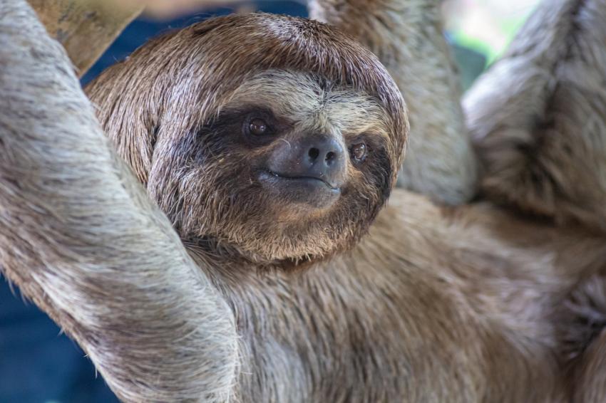 14 Cute Sloth Pictures Your Friends Will Love Slowwwww Much | LoveToKnow