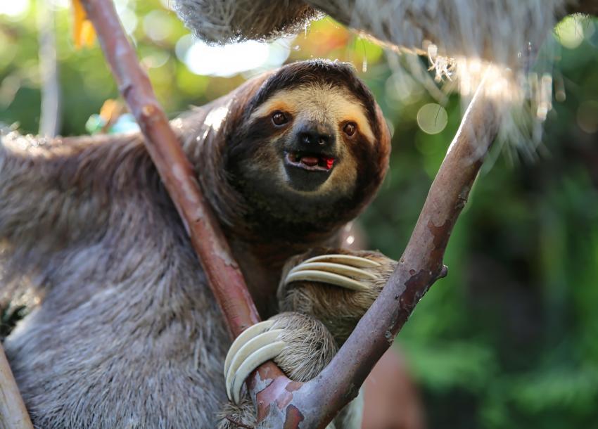 14 Cute Sloth Pictures Your Friends Will Love Slowwwww Much | LoveToKnow