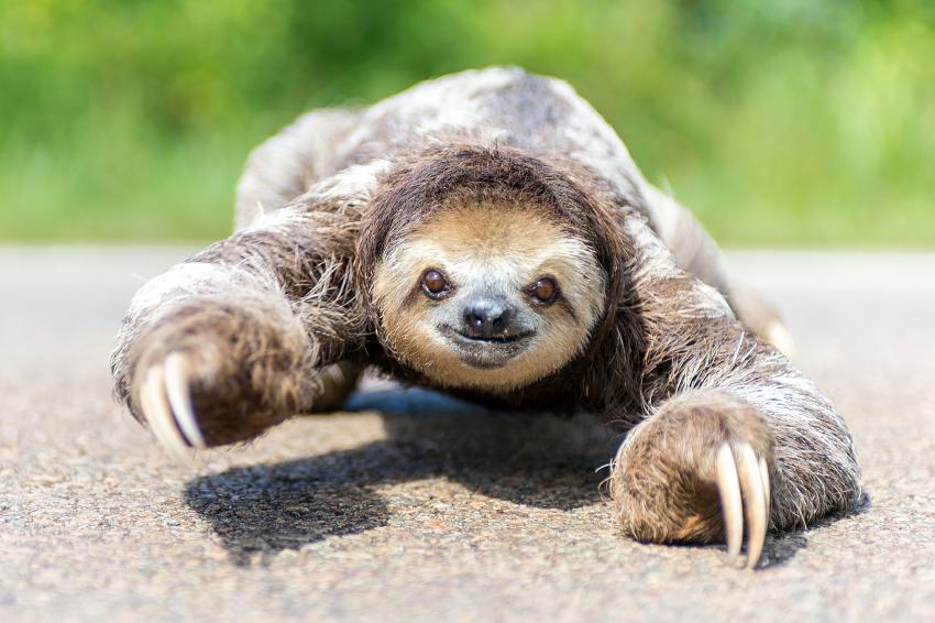 14 Cute Sloth Pictures Your Friends Will Love Slowwwww Much | LoveToKnow