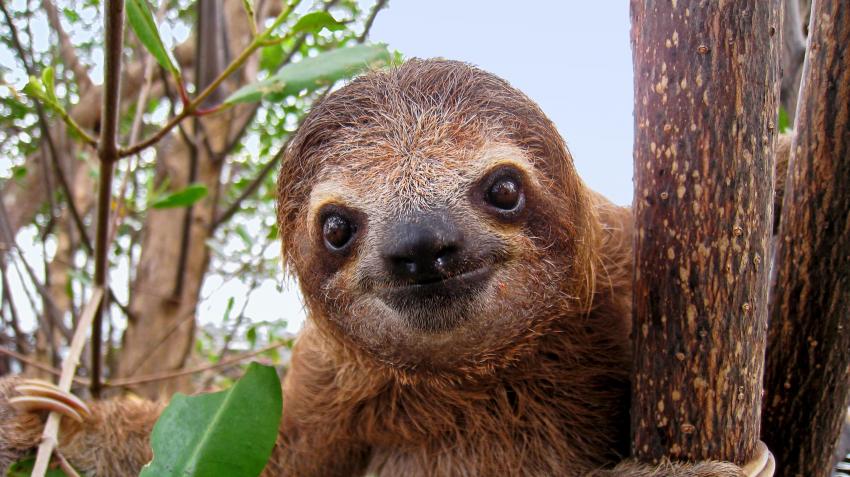 14 Cute Sloth Pictures Your Friends Will Love Slowwwww Much | LoveToKnow