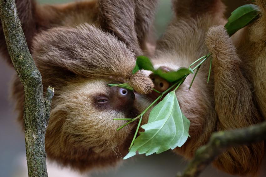 14 Cute Sloth Pictures Your Friends Will Love Slowwwww Much | LoveToKnow