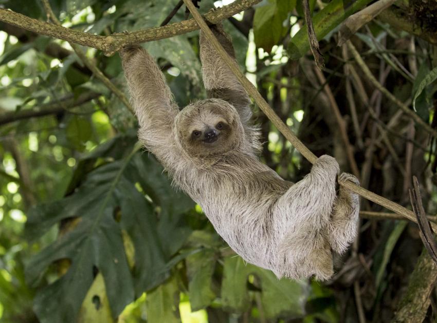 14 Cute Sloth Pictures Your Friends Will Love Slowwwww Much | LoveToKnow