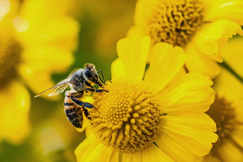 51 Funny Bee Jokes That Will Bring a Swarm of Laughs | LoveToKnow