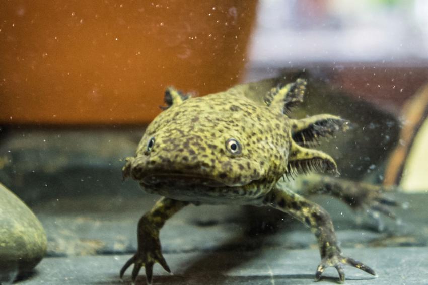 How Many Axolotl Colors Are There & Which Should You Get? | LoveToKnow Pets