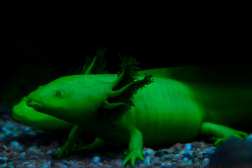How Many Axolotl Colors Are There & Which Should You Get? | LoveToKnow Pets