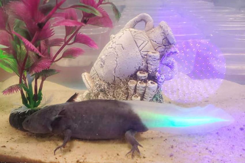 How Many Axolotl Colors Are There & Which Should You Get? | LoveToKnow Pets