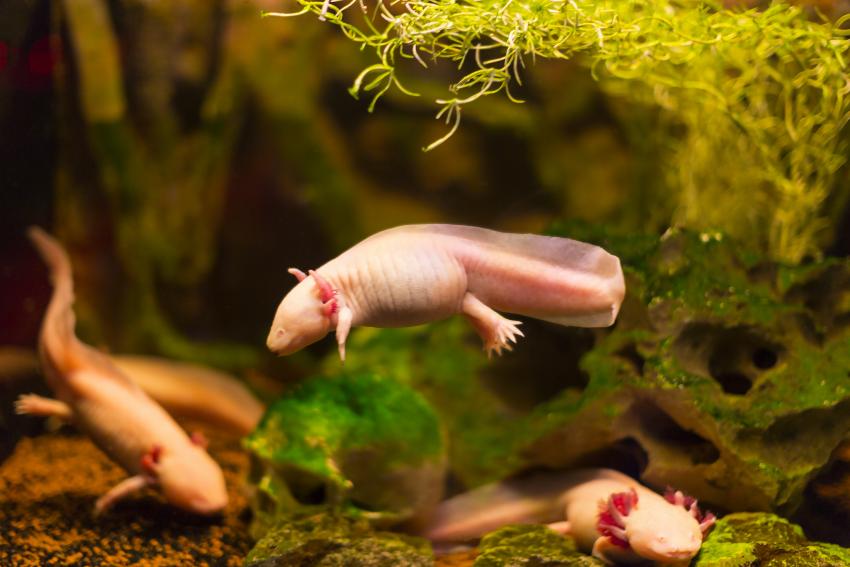 How Many Axolotl Colors Are There & Which Should You Get? | LoveToKnow Pets
