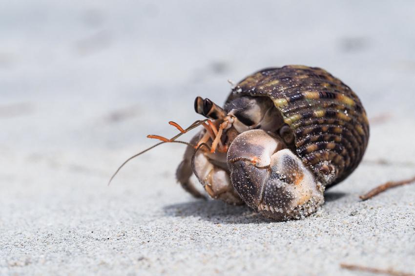 15 Most Allergy-Friendly Pets for Sensitive Pet Parents | LoveToKnow Pets