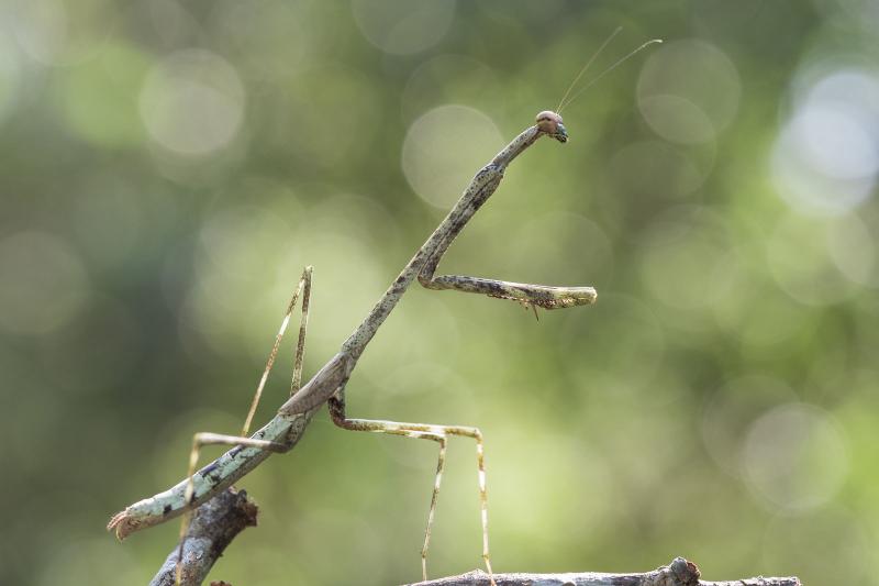 Stick Insect Care Guide: Check Out These Unique Insect Pets ...