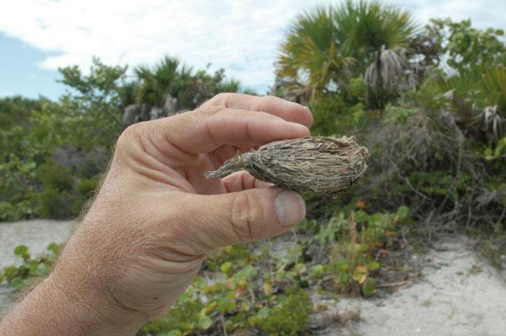 Lizard Feces Pictures | LoveToKnow Pets