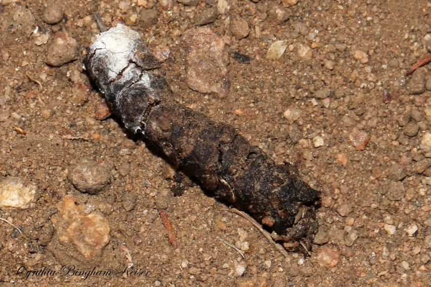 Lizard Feces Pictures | LoveToKnow Pets